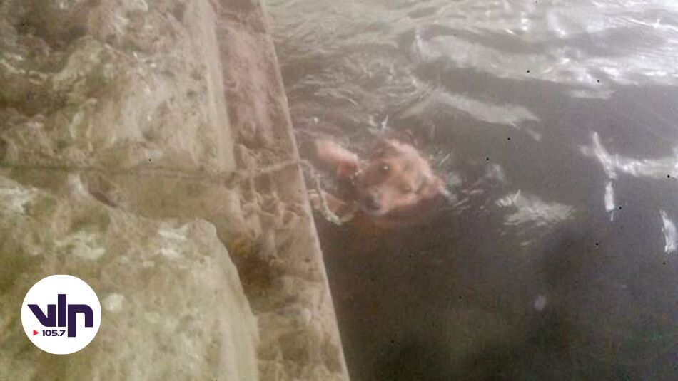 Impacto por perro que fue amarrado para que muriera ahogado | Denuncias ...