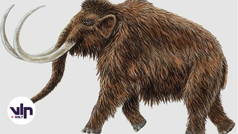 Científicos dicen que están a 2 años de "revivir" a un mamut ...