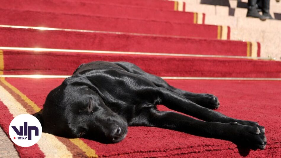Día del Quiltro: Libro sostiene que perros mestizos con más sanos que ...